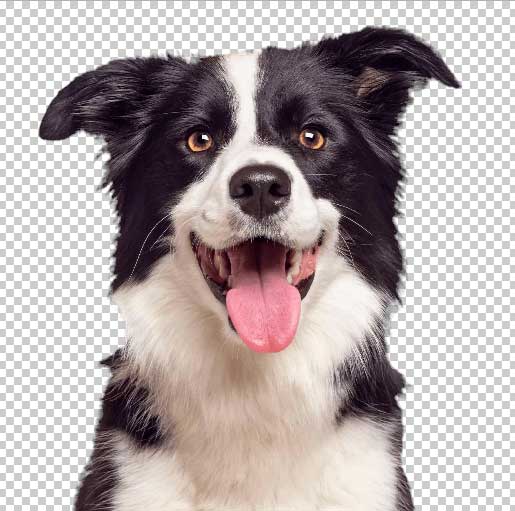 The Top 5 Online Photo Background Removal Tools for Transparent Backgrounds